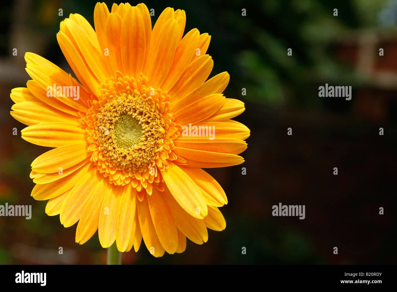 Yellow Gerber daisy flower Stock Photo - Alamy