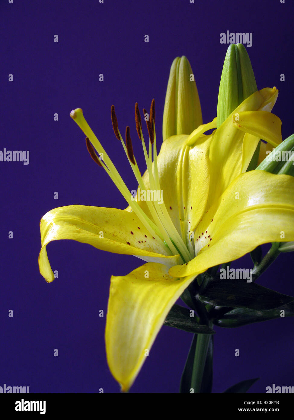 lilium flower close up, Azucena Stock Photo - Alamy