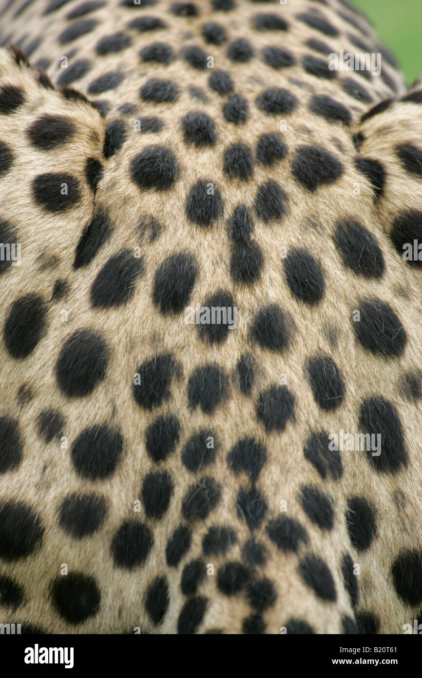 Close up of cheetah spots Stock Photo - Alamy