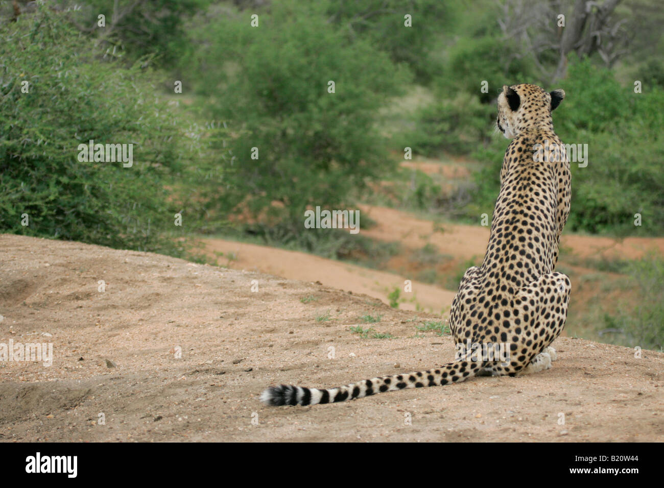 Cheetah looking for prey Stock Photo - Alamy