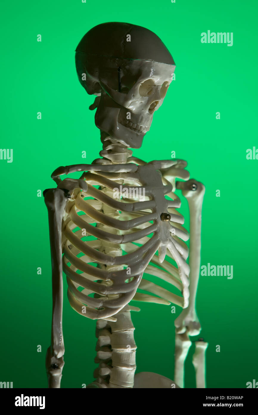 STILL LIFE Plastic human medical skeleton on green background skull and ...