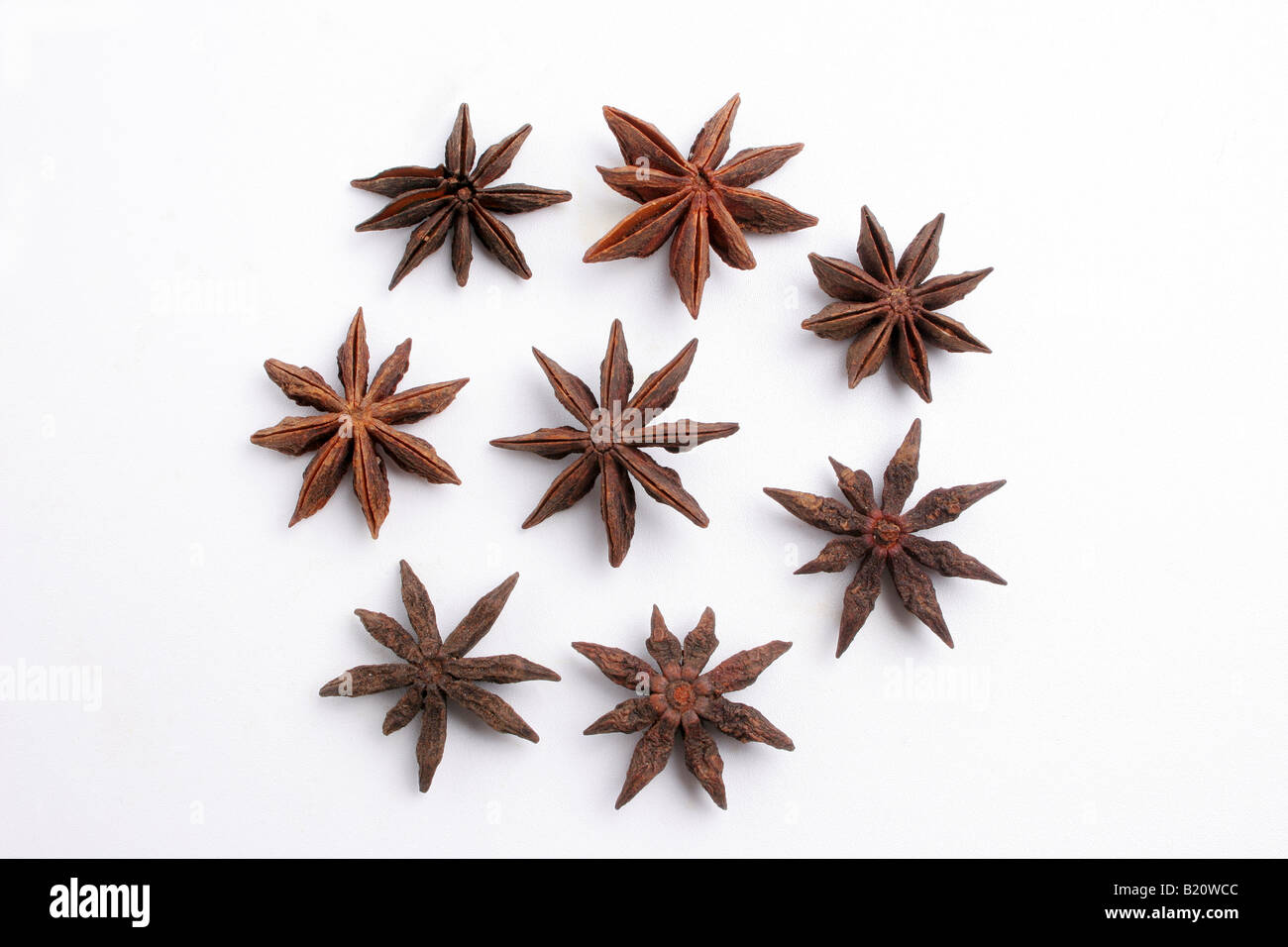 Closeup of decorated Star Anise (Chakra Phool). Illicium verum Stock ...