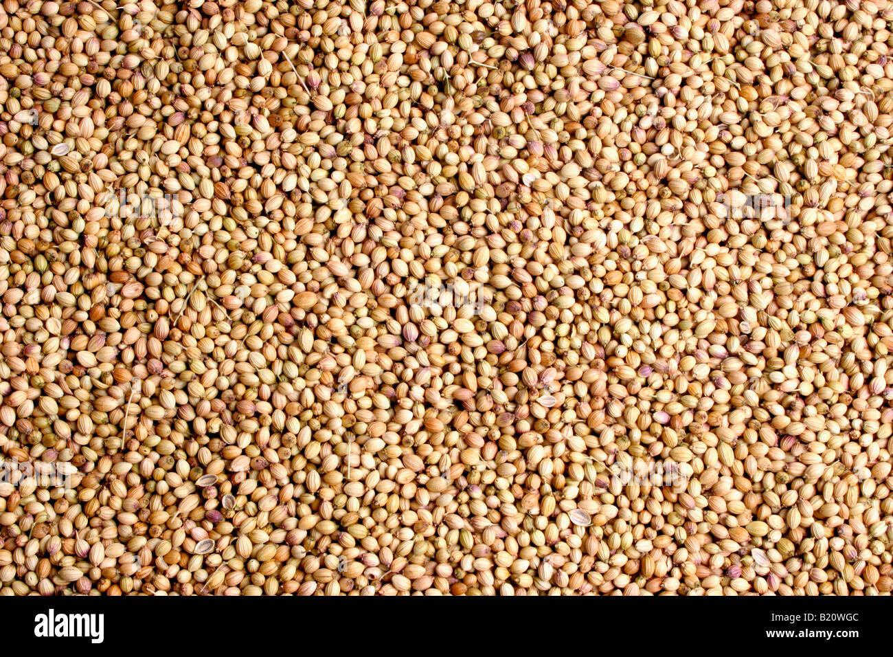 Piles of Dhania (Coriander seed Stock Photo - Alamy