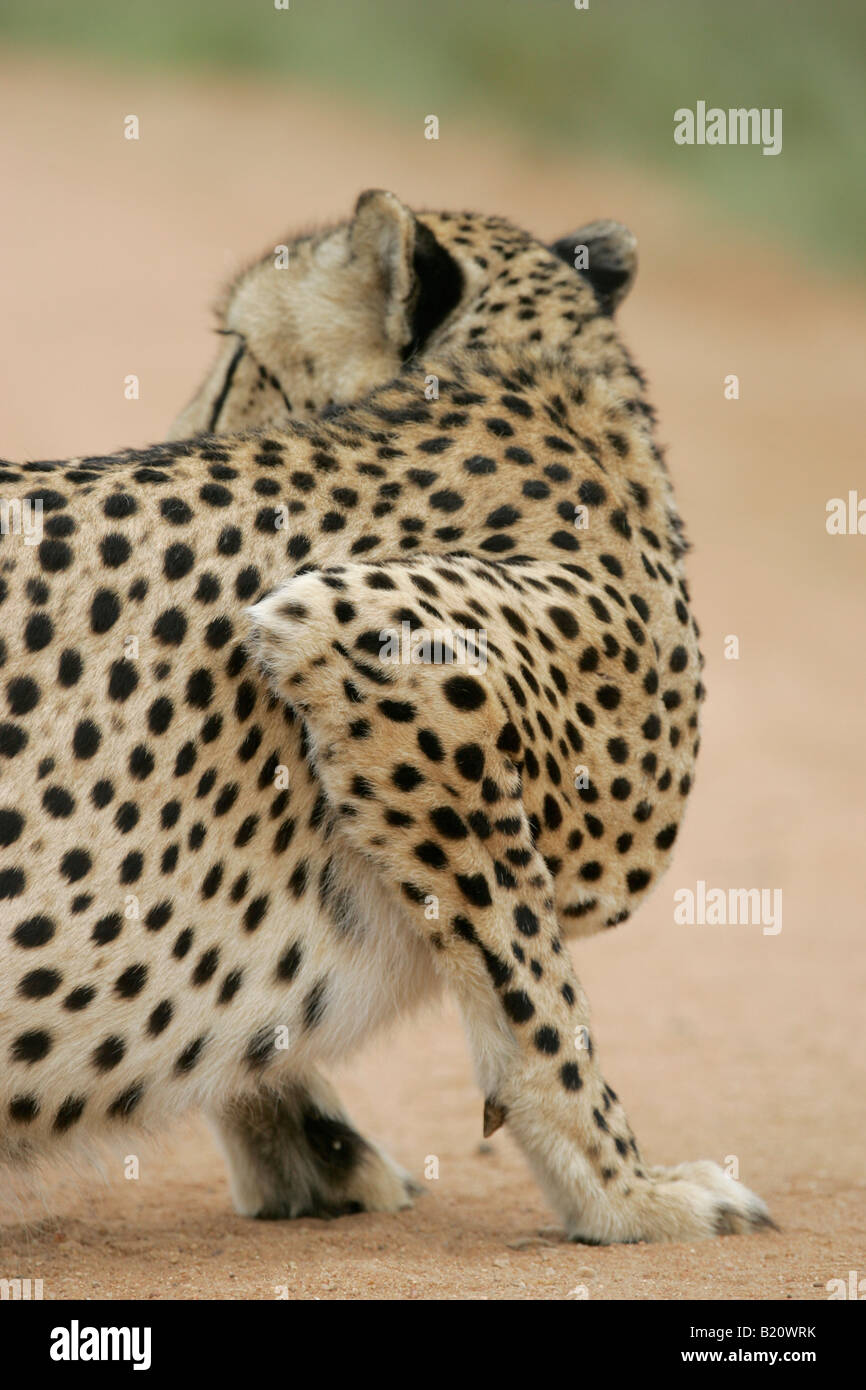 Cheetah crouching hi-res stock photography and images - Alamy