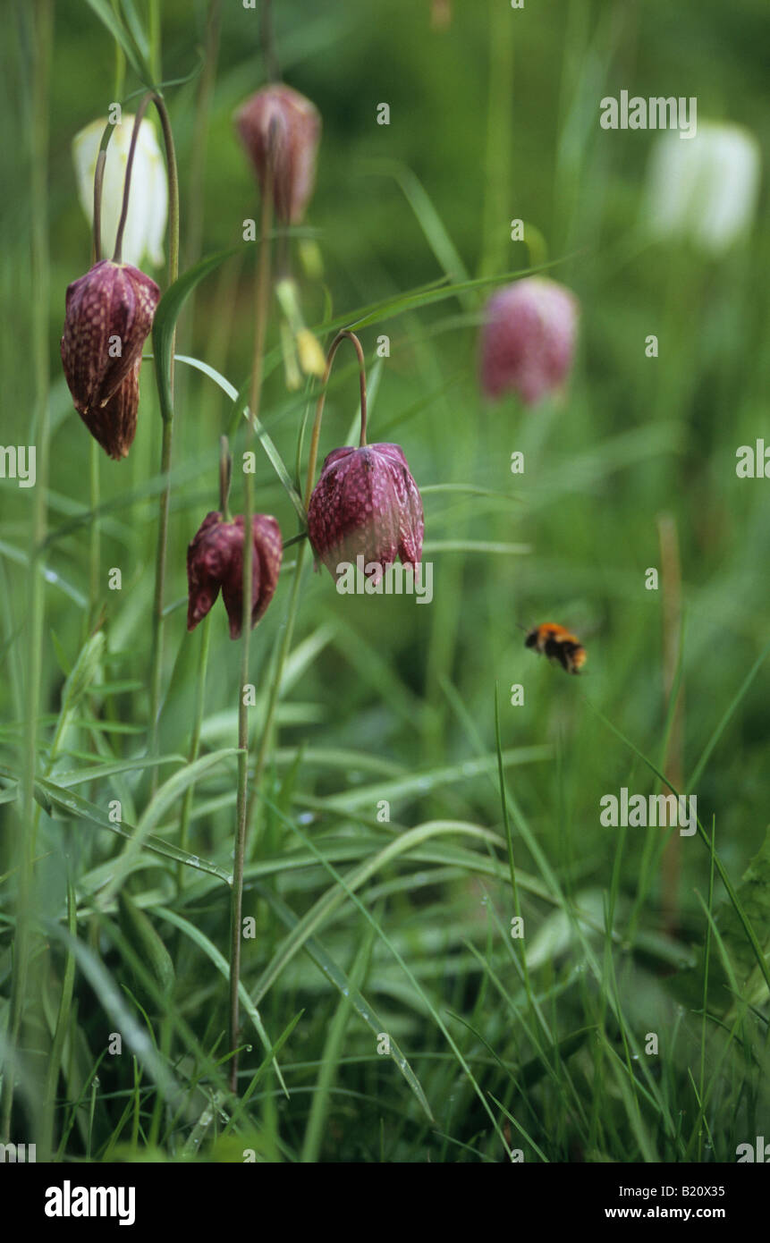 Bumble bee flying around flower heads of snakeshead fritillary Stock ...