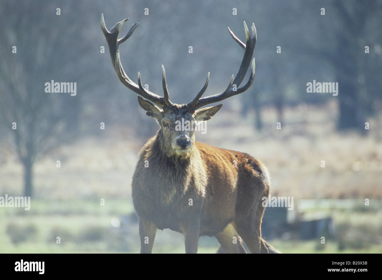 Majestic red deer stag in winter light Stock Photo - Alamy