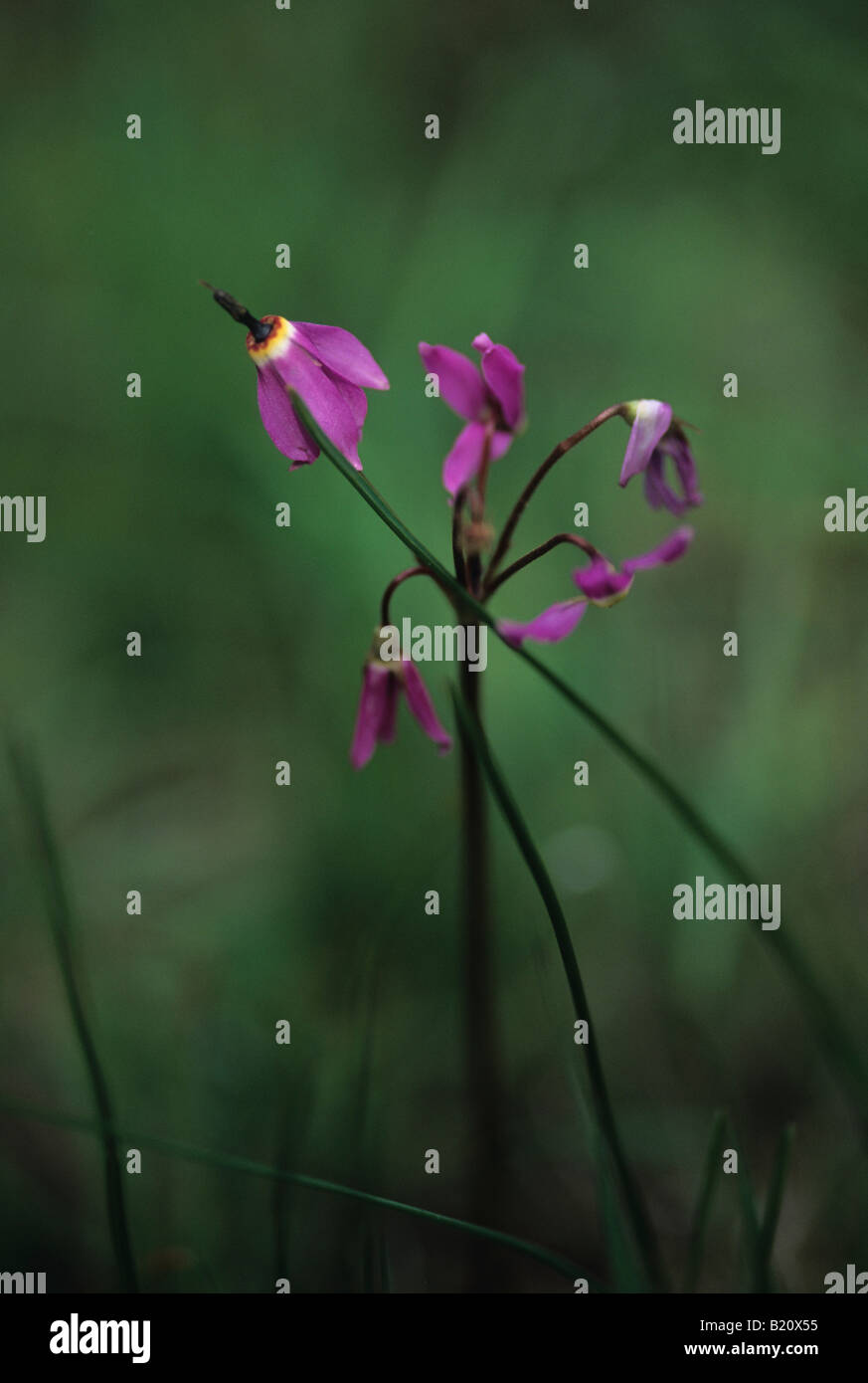 Group of tiny pink inside-out flowers Stock Photo - Alamy