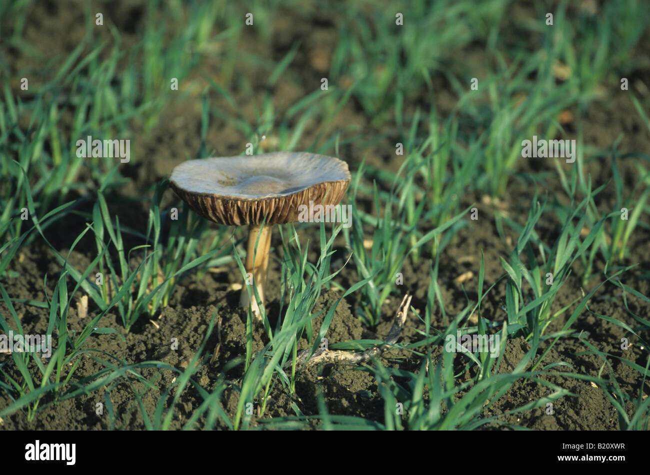 Mushroom growing between rows of seedling crops Stock Photo - Alamy