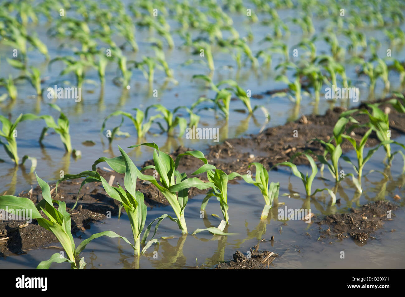 WISCONSIN Kenosha County Rows of plants in flooded corn field due to ...