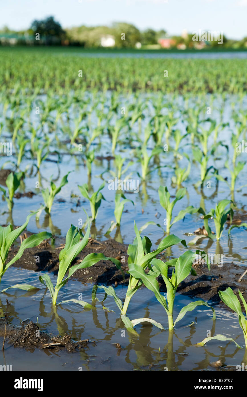 WISCONSIN Kenosha County Rows of plants in flooded corn field due to ...