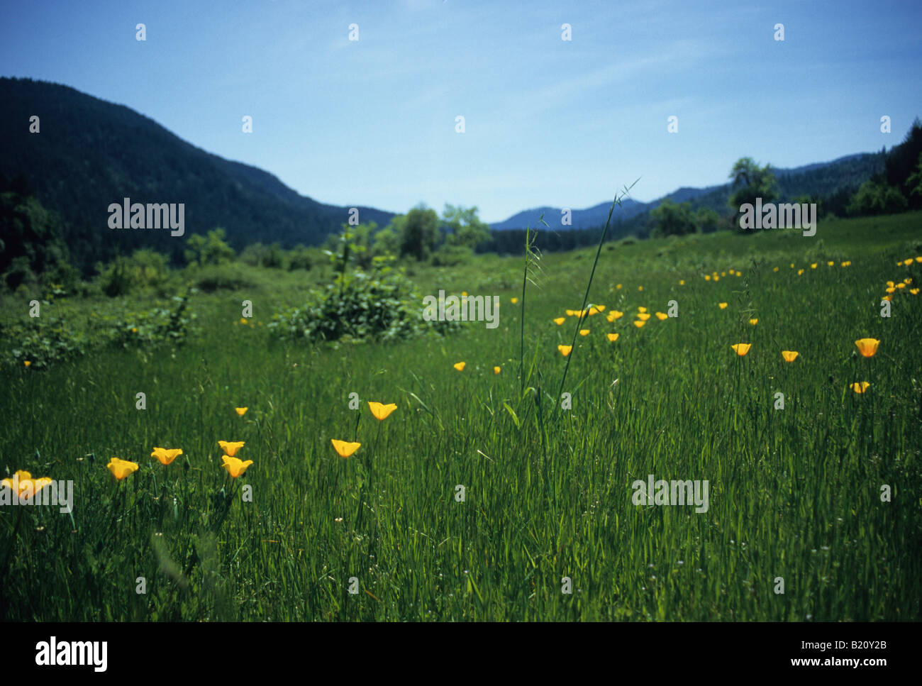 California poppies growing in mountain meadow Stock Photo - Alamy