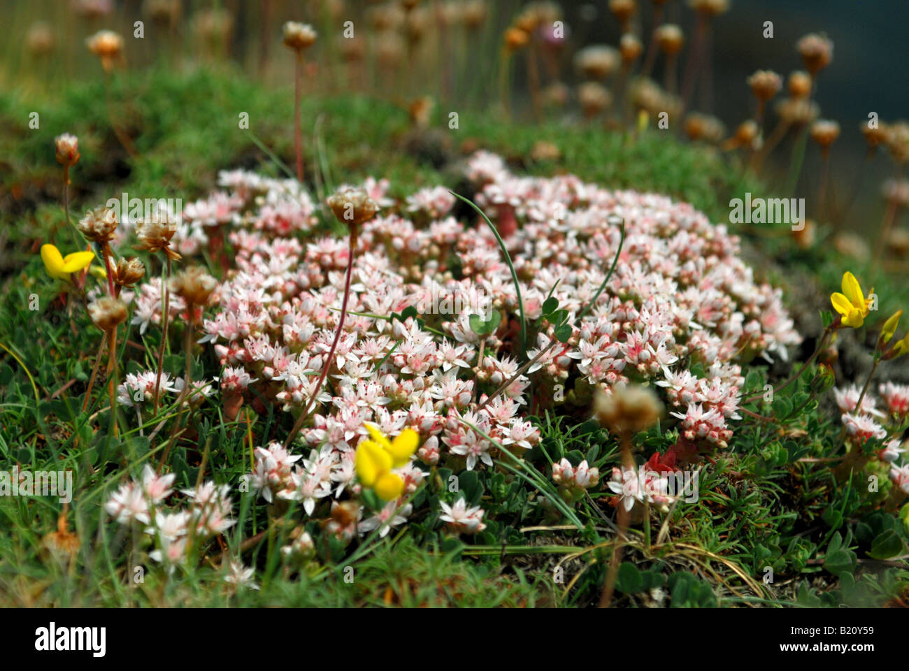 Wild flowers on the clifftops near Thurlestone in Devon Stock Photo - Alamy
