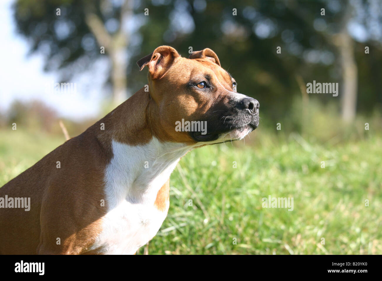Dog American Staffordshire Terrier / Amstaff // adult portrait profile ...