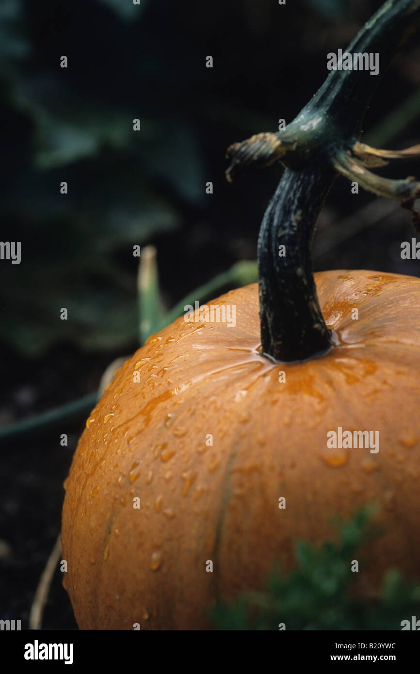 Pumpkin after rainfall Stock Photo - Alamy