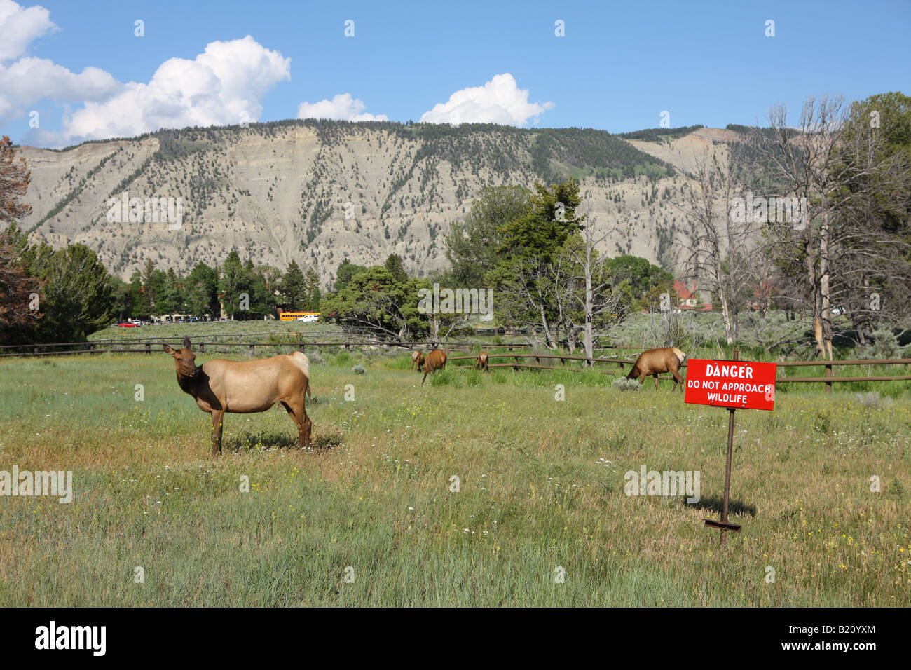 An elk looks at a sign which reads DANGER do not approach wildlife ...
