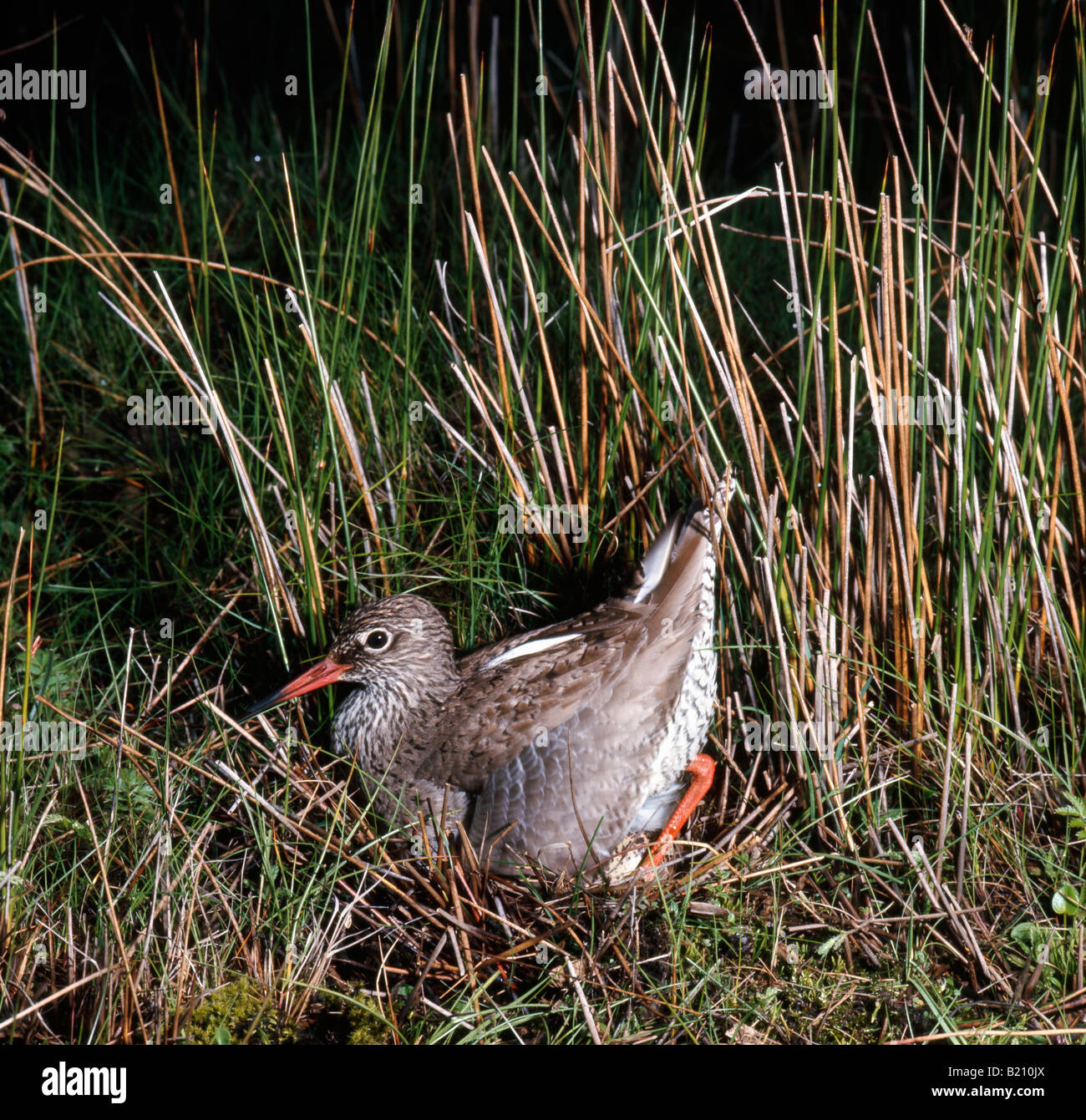 Redshank Nest High Resolution Stock Photography and Images - Alamy