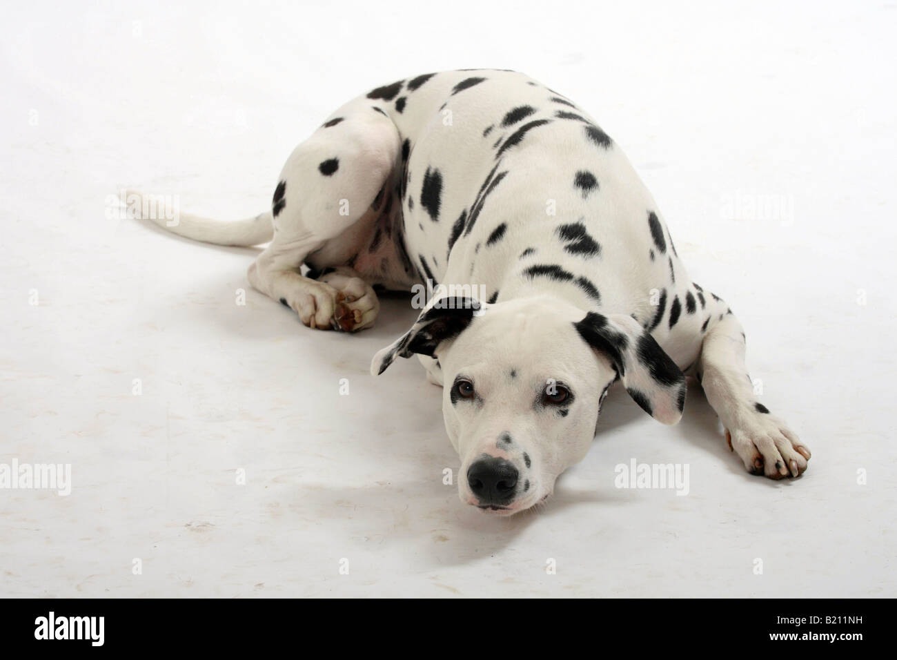 Dalmatian dog eye hi-res stock photography and images - Alamy