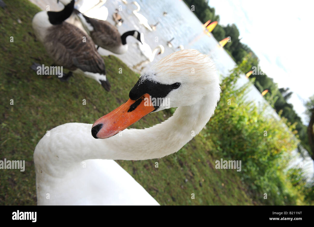 A Swan in its natural habitat Stock Photo - Alamy