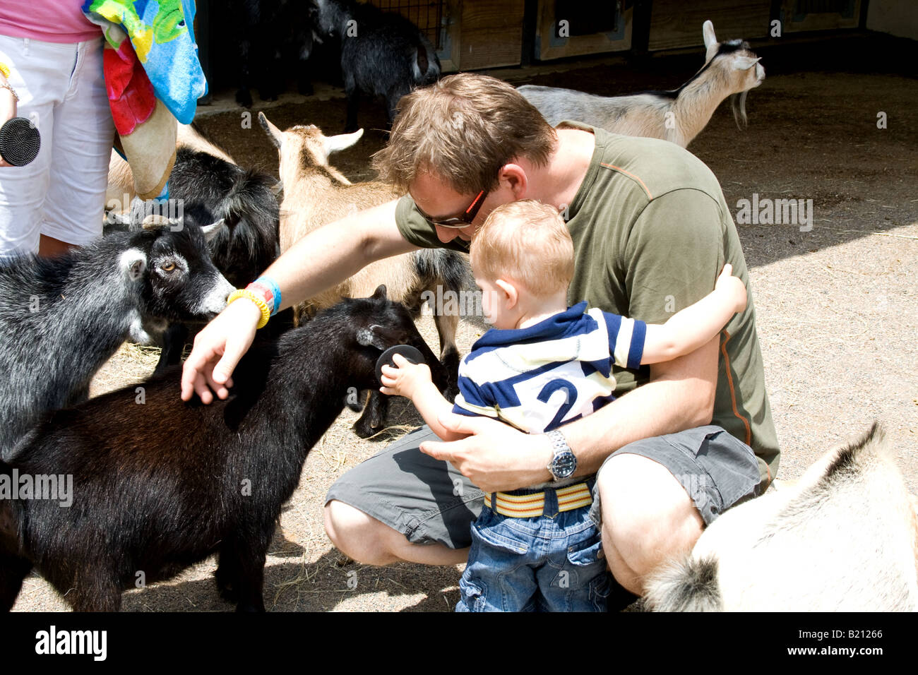 Young father with his son petting a goat Stock Photo - Alamy