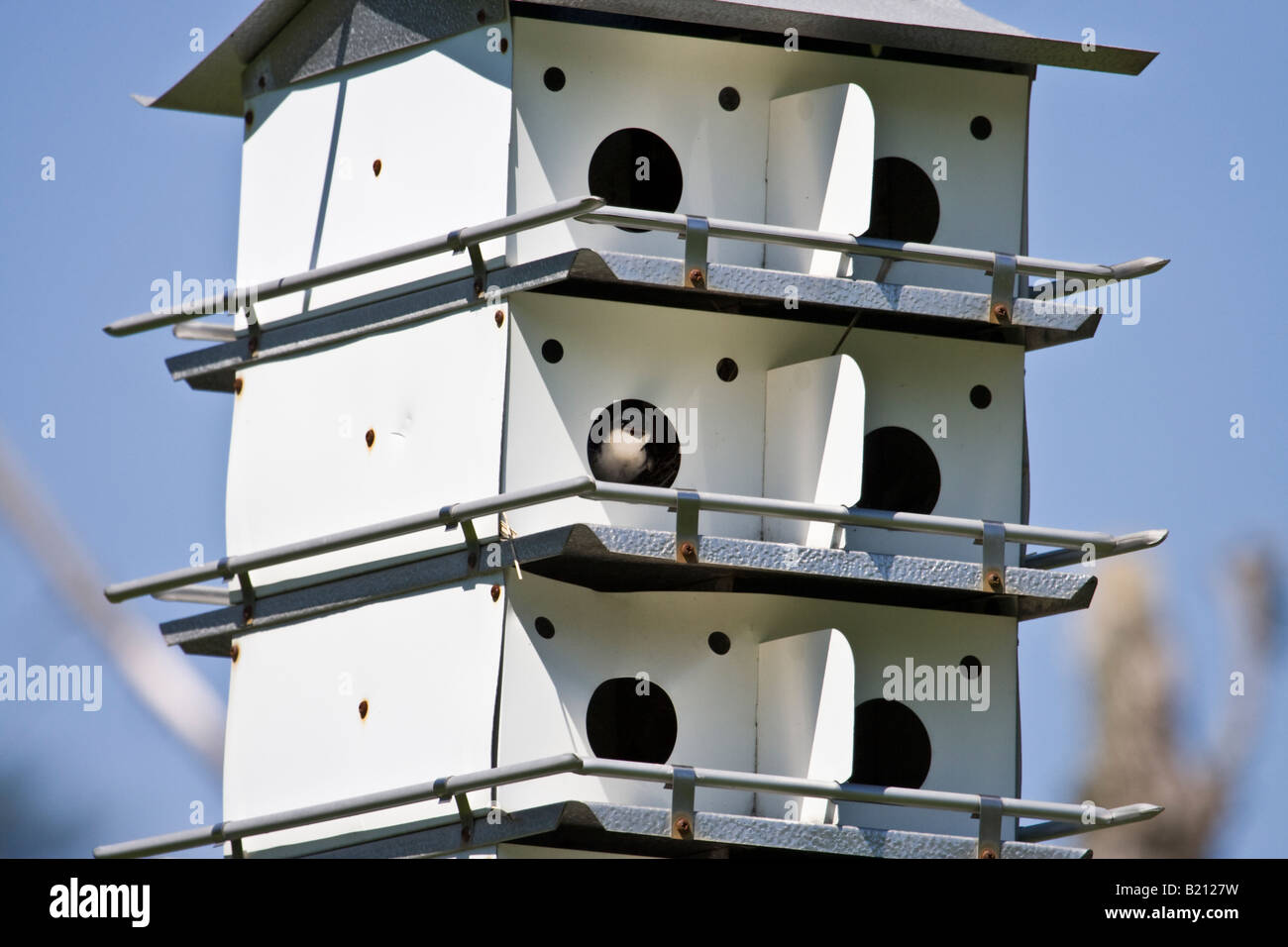 Tree Swallow peeking through a birdhouse Stock Photo - Alamy