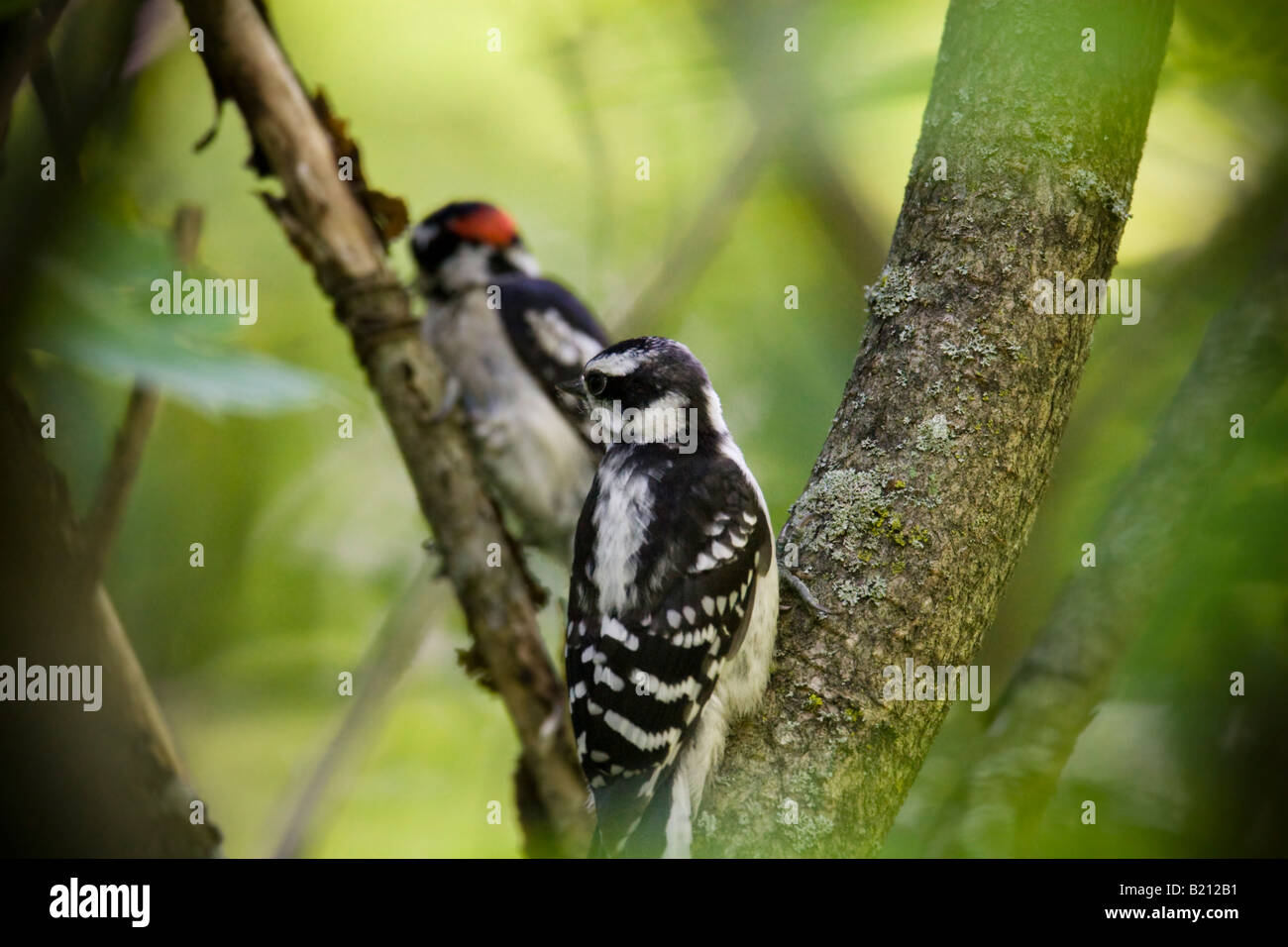 Picoides pubescens pecking hi-res stock photography and images - Alamy