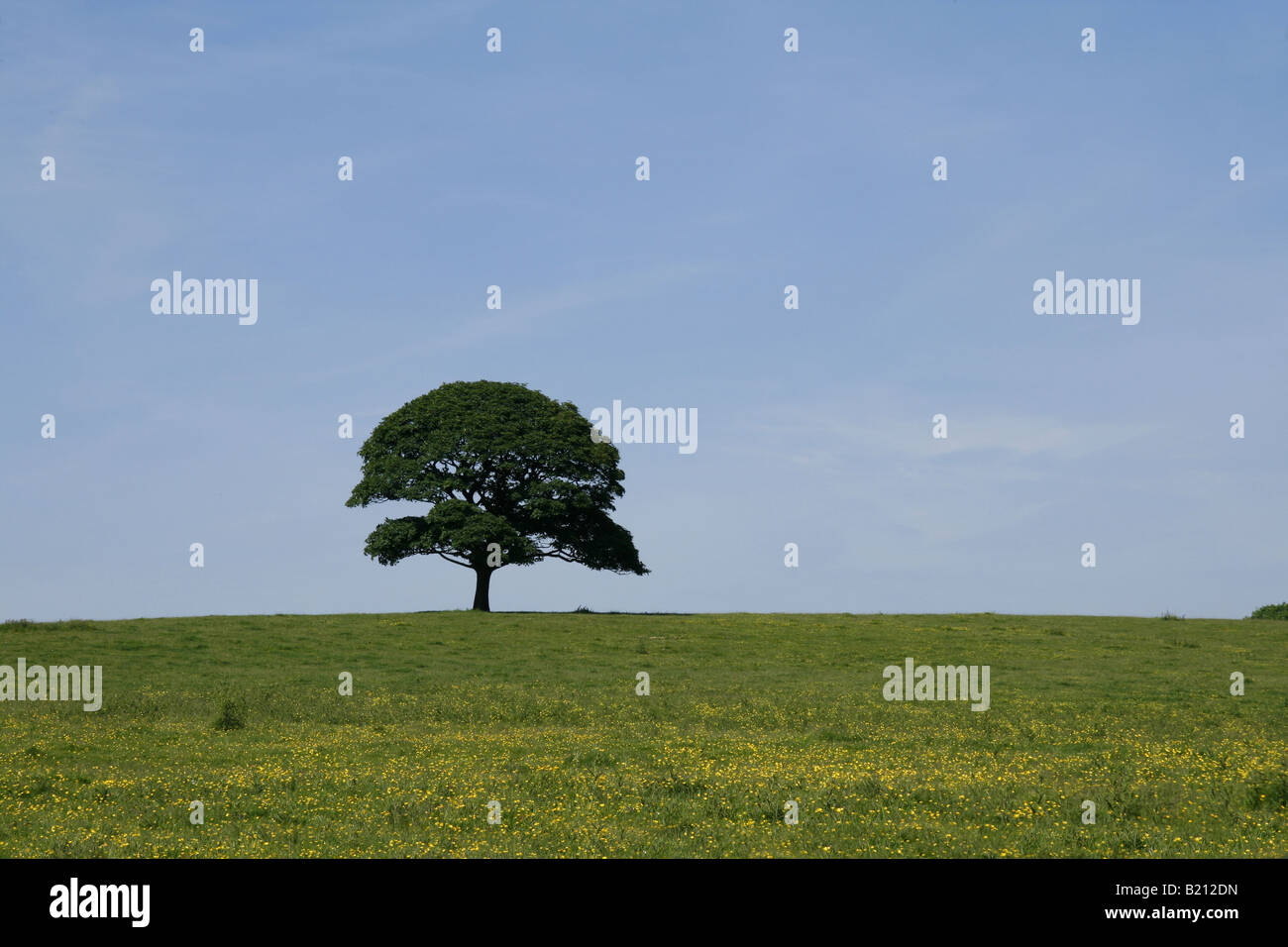 Lone single pasture hi-res stock photography and images - Alamy