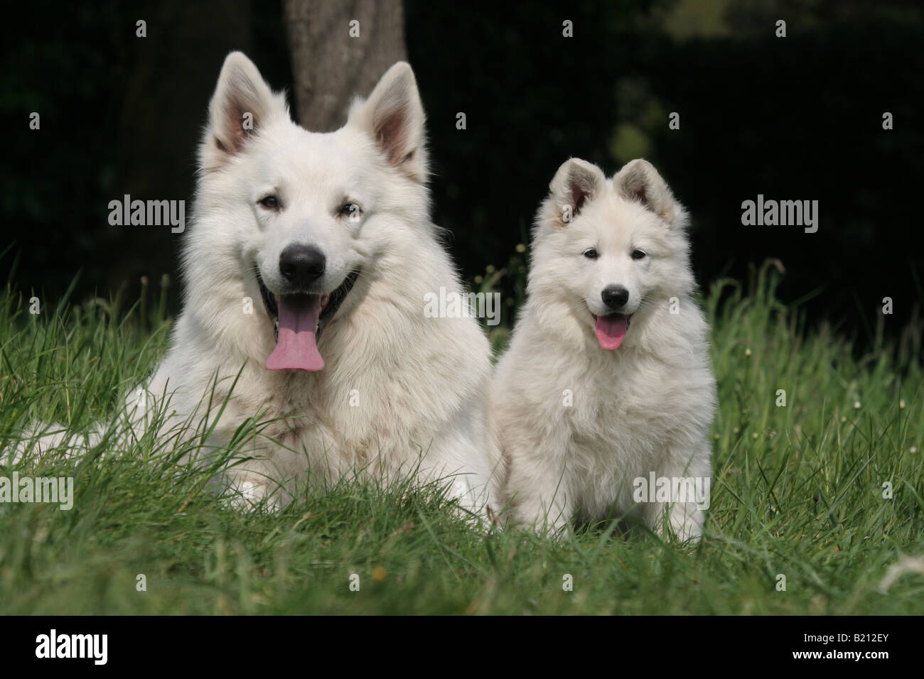 Berger blanc swisse hi-res stock photography and images - Alamy