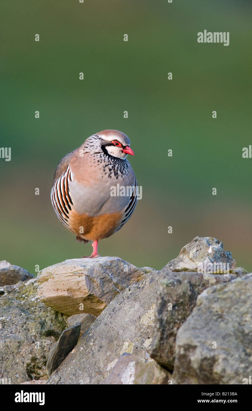 Red legged partridge scotland hi-res stock photography and images - Alamy