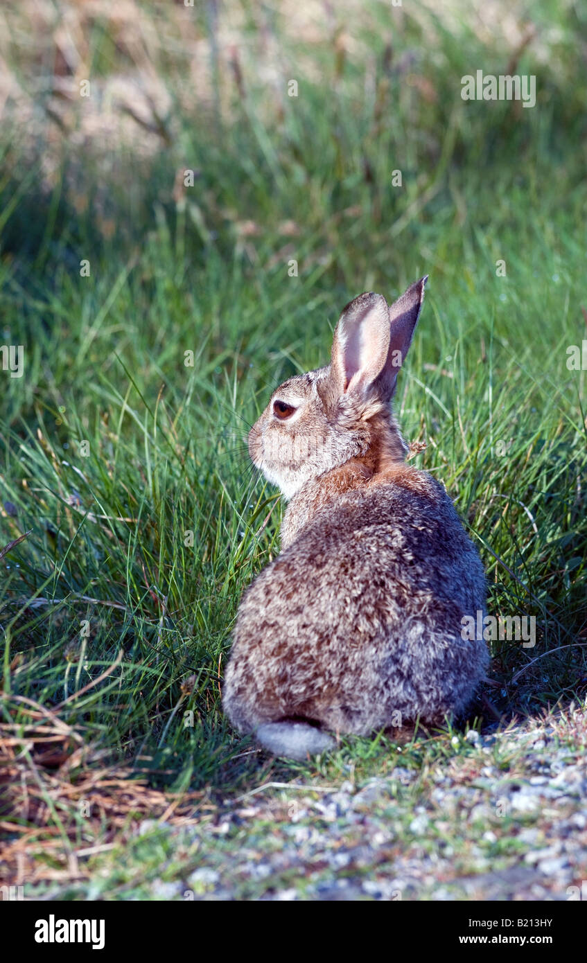 rabbit oryctolagus cuniculus islay scotland Stock Photo - Alamy