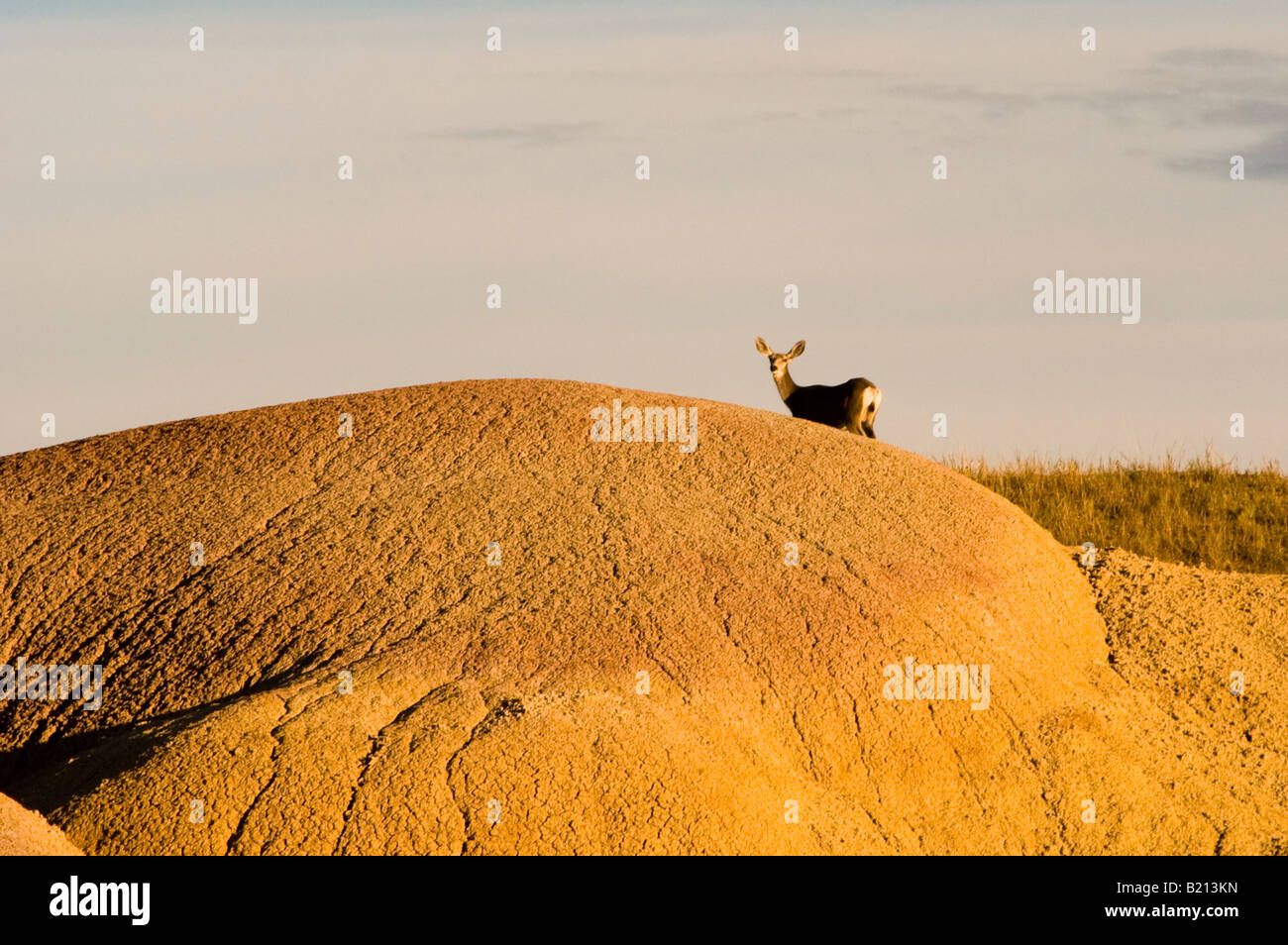 Whitetail deer in Badlands National Park in South Dakota USA Stock ...
