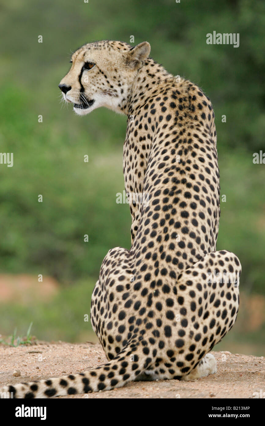Cheetah looking for prey Stock Photo - Alamy