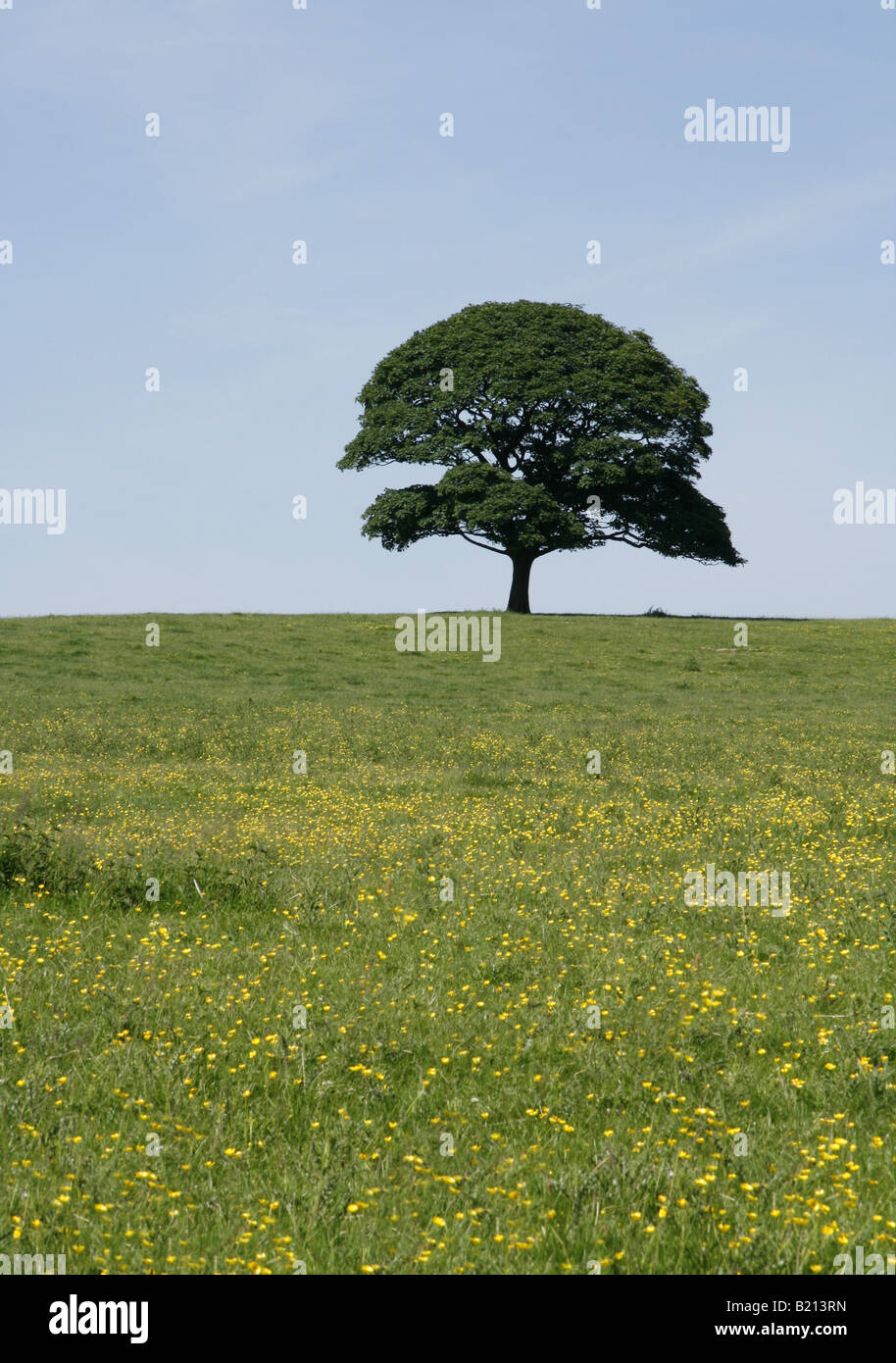 Lone Single Pasture High Resolution Stock Photography and Images - Alamy