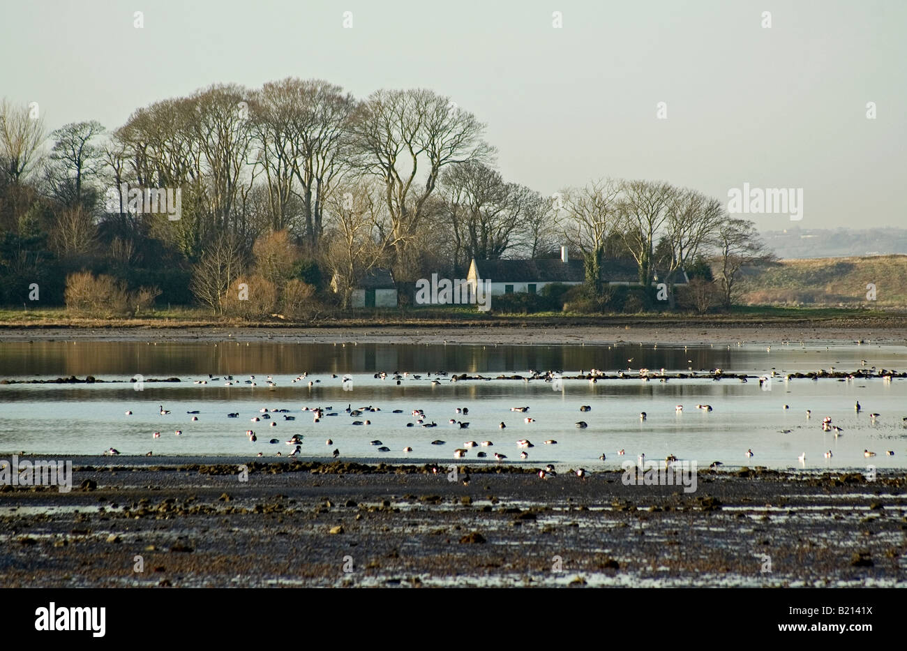 Cottages on Mid Island in winter Strangford Lough Northern Ireland ...