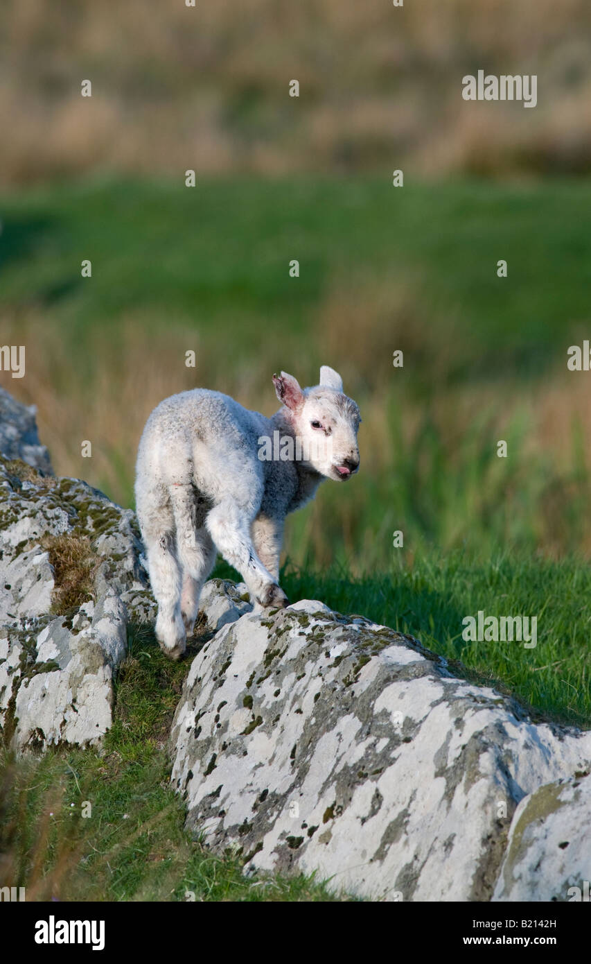 scottish blackface lamb islay scotland Stock Photo - Alamy