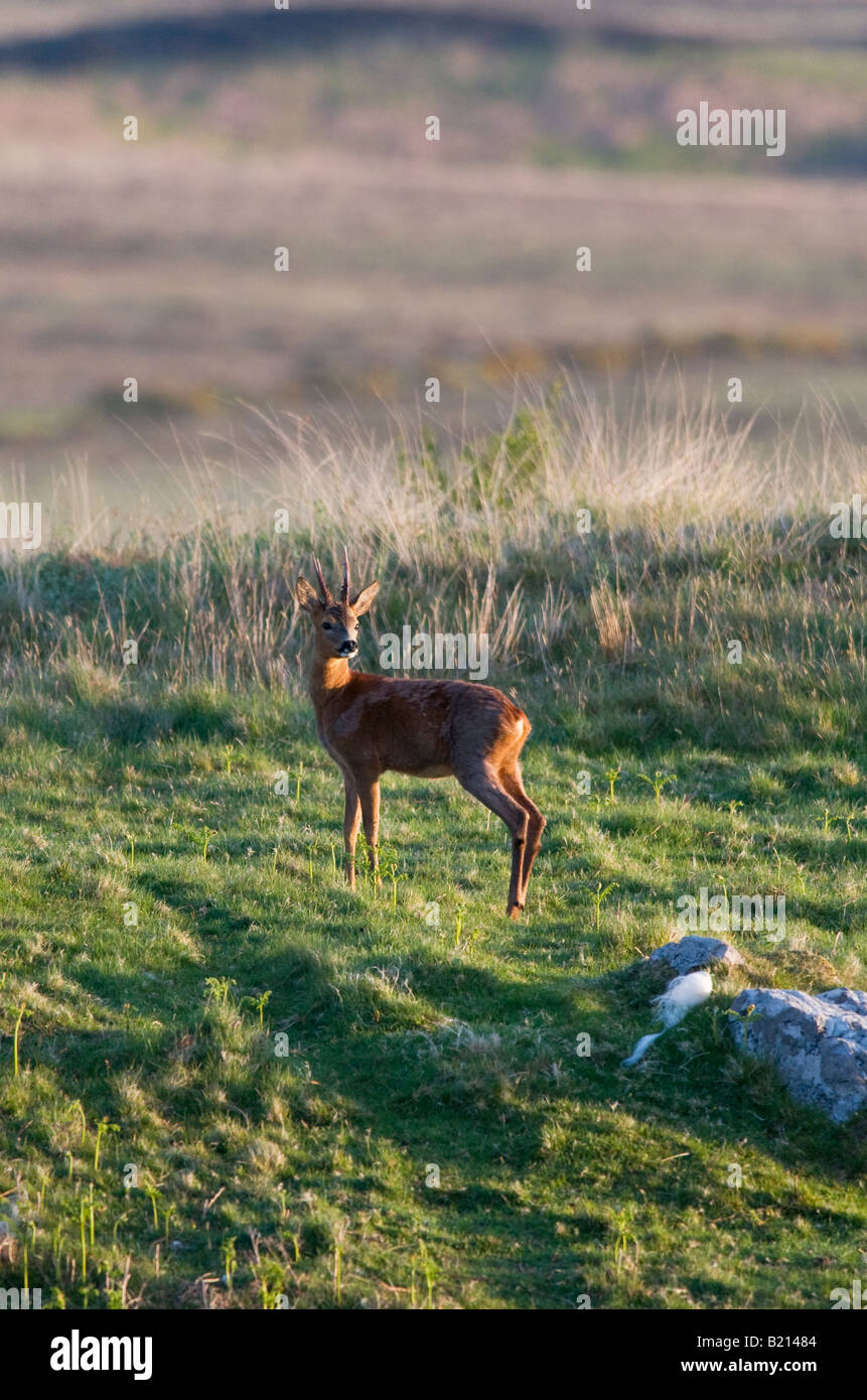 roe buck capreolus capreolus islay scotland Stock Photo - Alamy