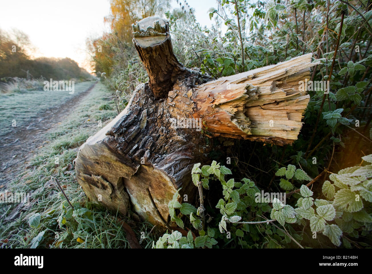A sawn off log abandoned beside a footpath in early morning Winter ...