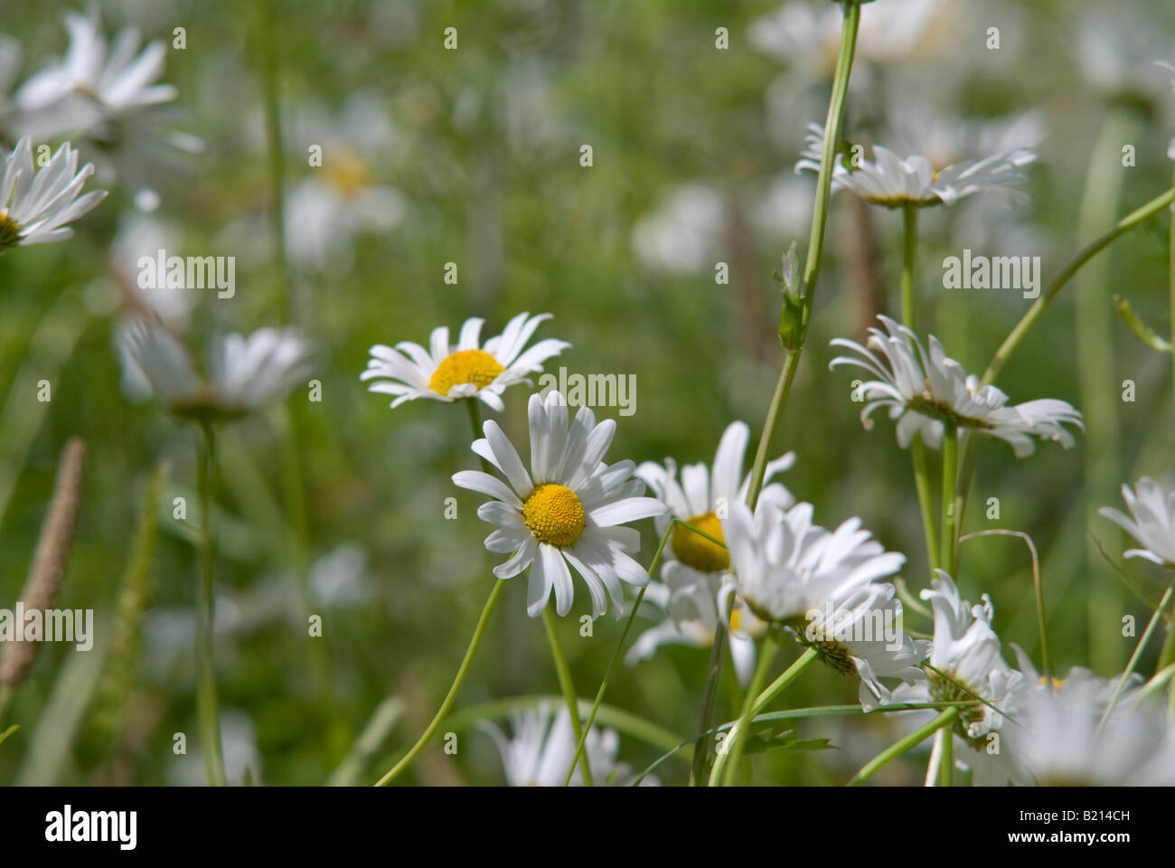 Daisy ox eye daisy leucanthemum vulgare hi-res stock photography and ...