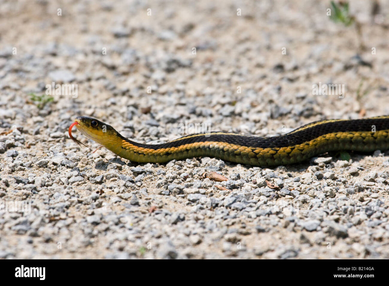 Snake spit hi-res stock photography and images - Alamy