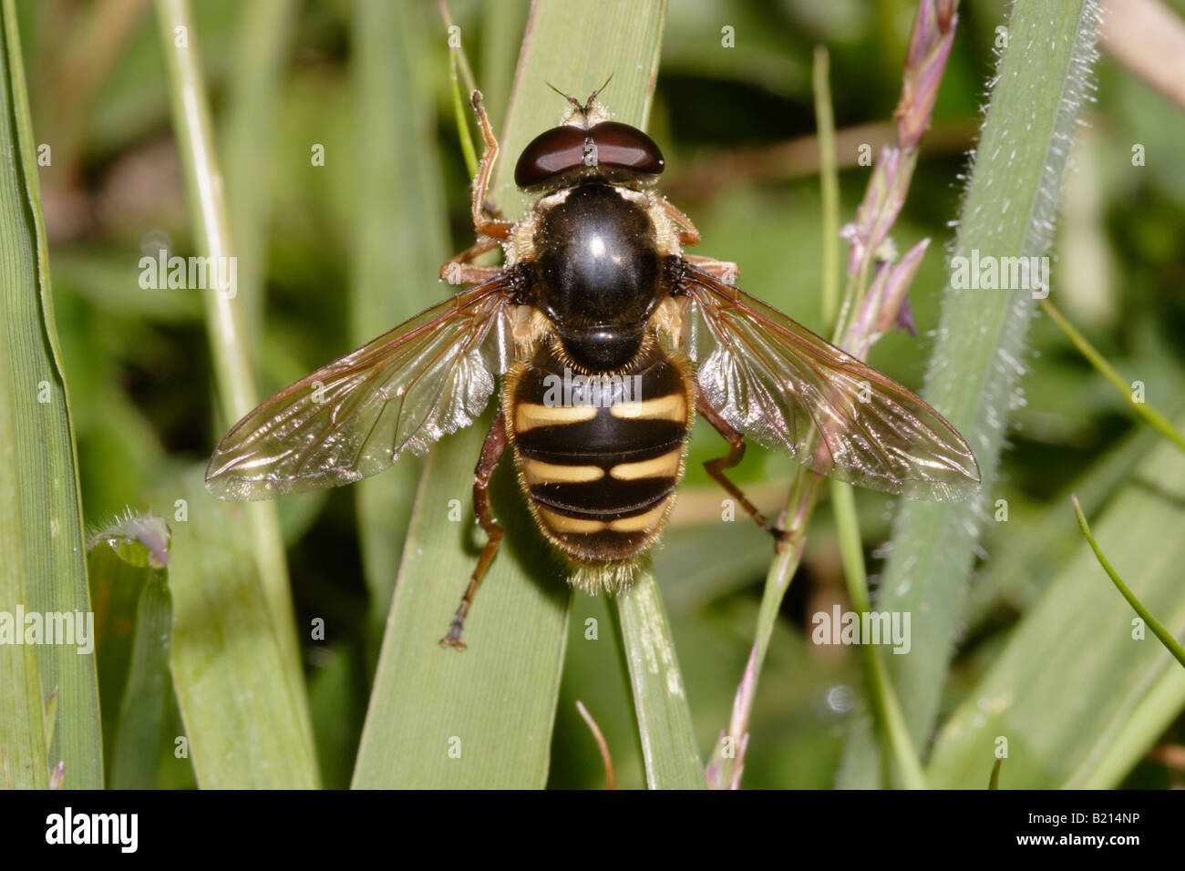 Yellow barred bog hover fly Sericomyia silentis Syrphidae on moorland ...