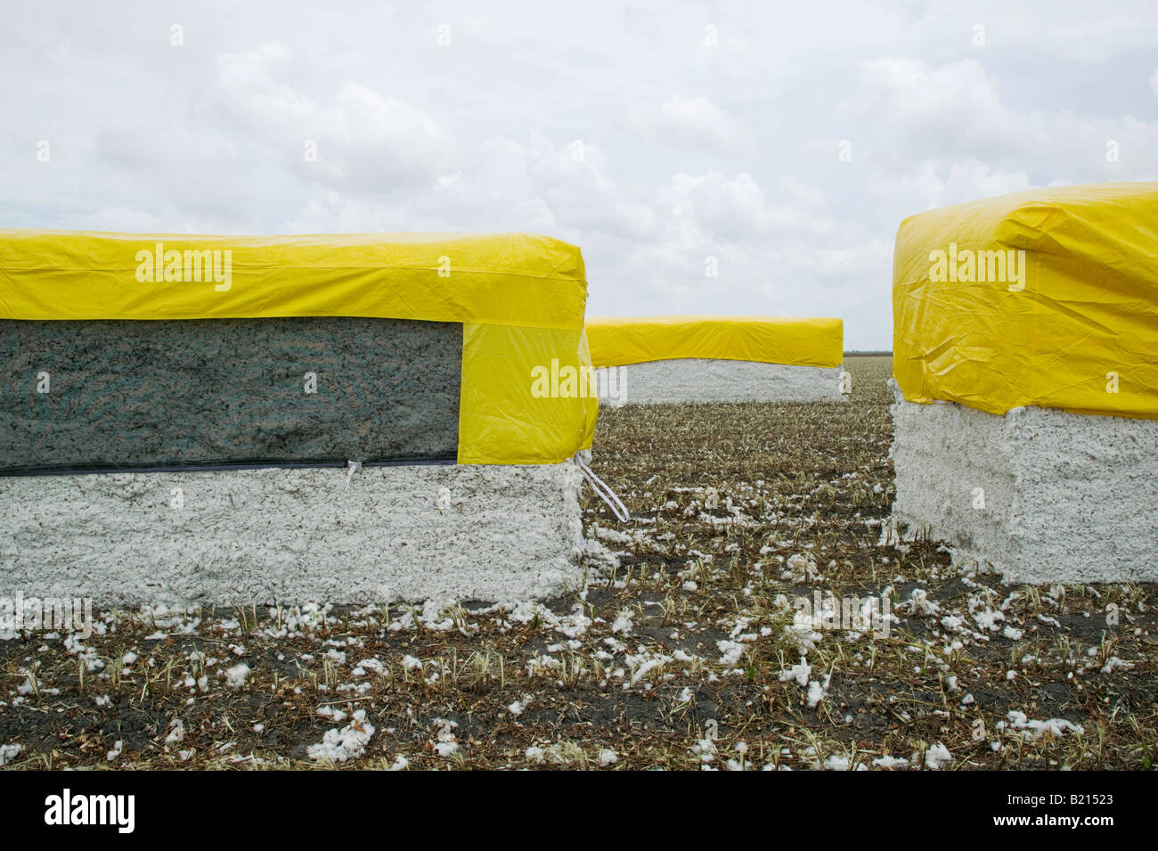 Cotton farming texas ranch hi-res stock photography and images - Alamy