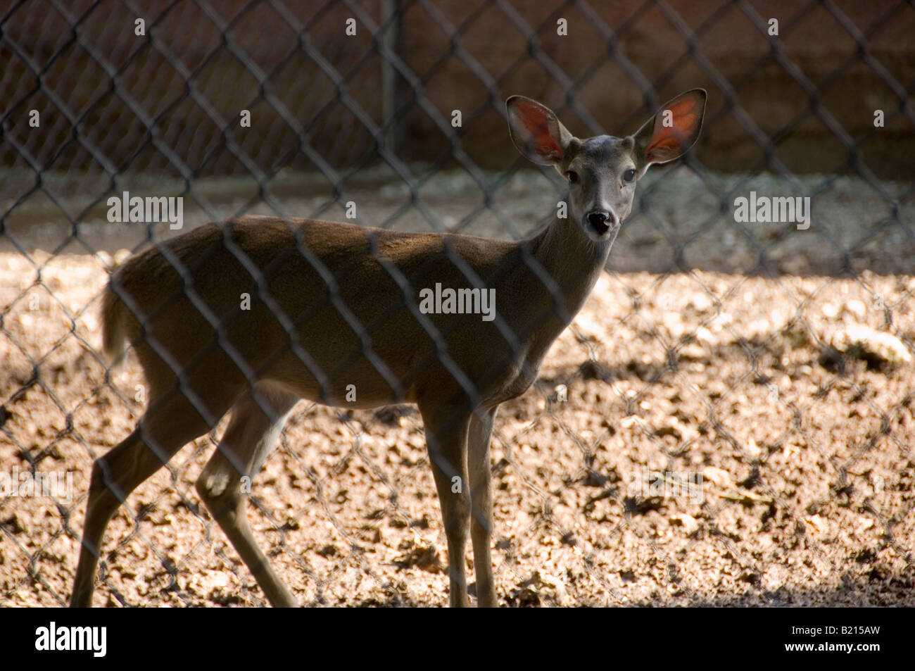 Baby deer photo hi-res stock photography and images - Alamy