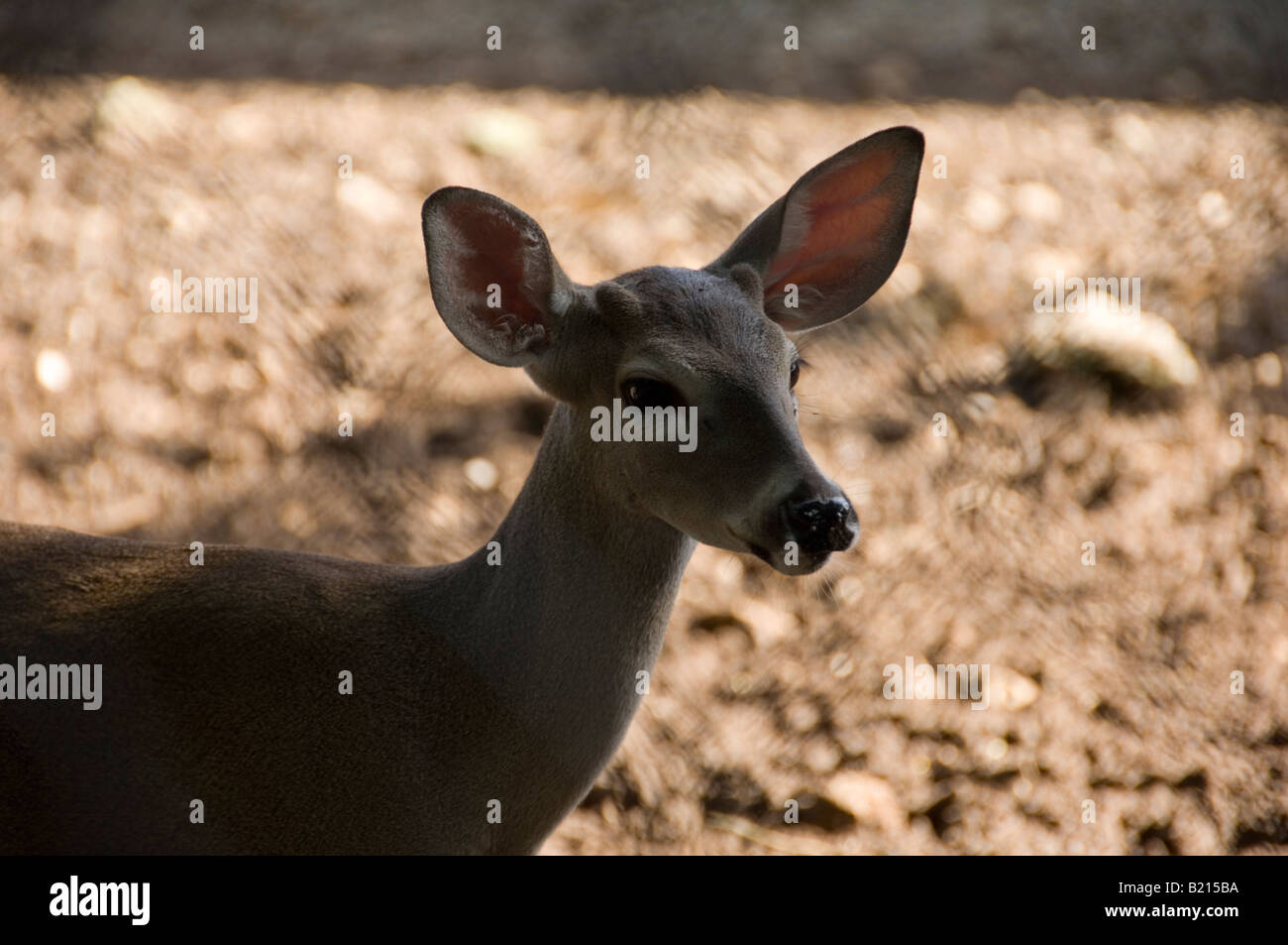 Baby deer photo hi-res stock photography and images - Alamy