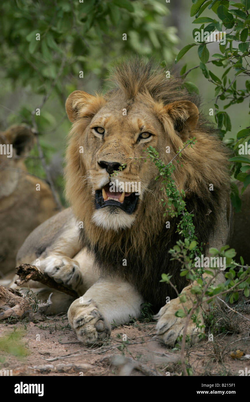 African male Lion Panthera leo Stock Photo - Alamy