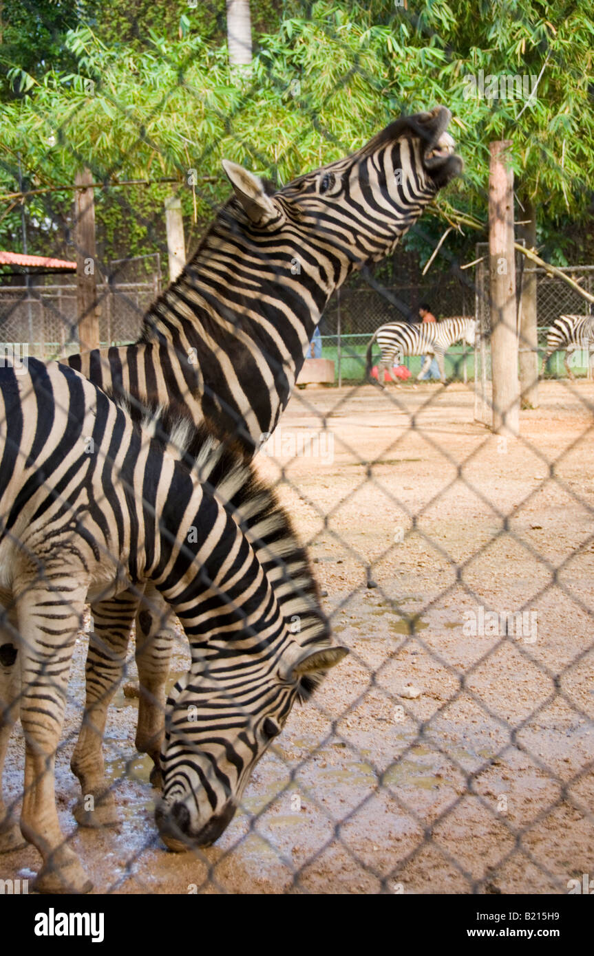 Zebras braying hi-res stock photography and images - Alamy
