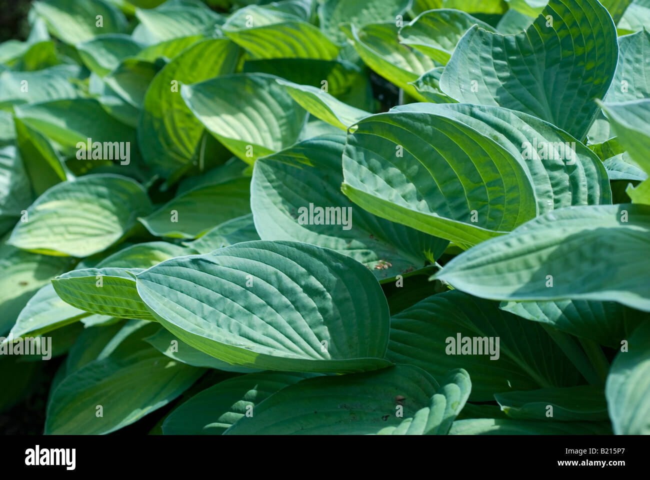 A lovely green Hosta Plant Stock Photo - Alamy