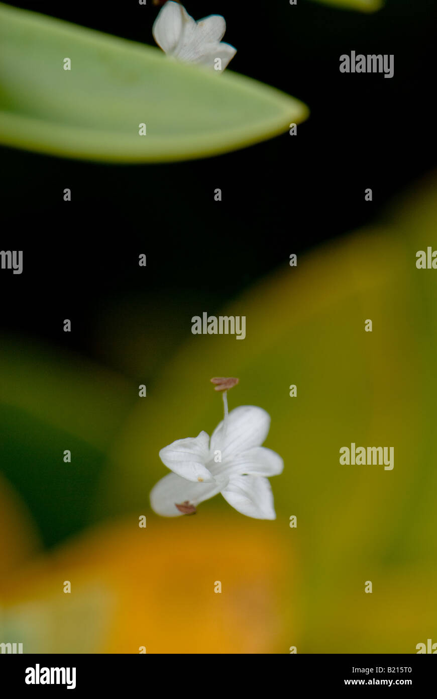 White flower petal caught in a spiders web Stock Photo - Alamy