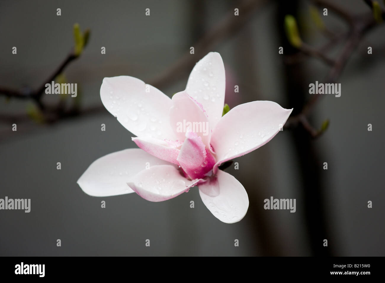 Magnolia flower emblem hi-res stock photography and images - Alamy
