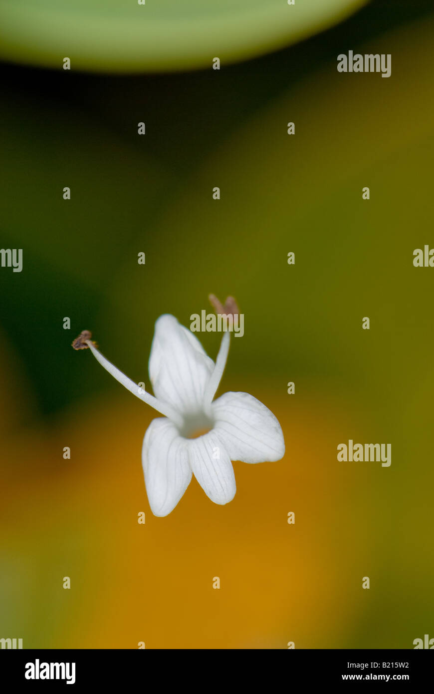 White flower petal caught in a spiders web Stock Photo - Alamy