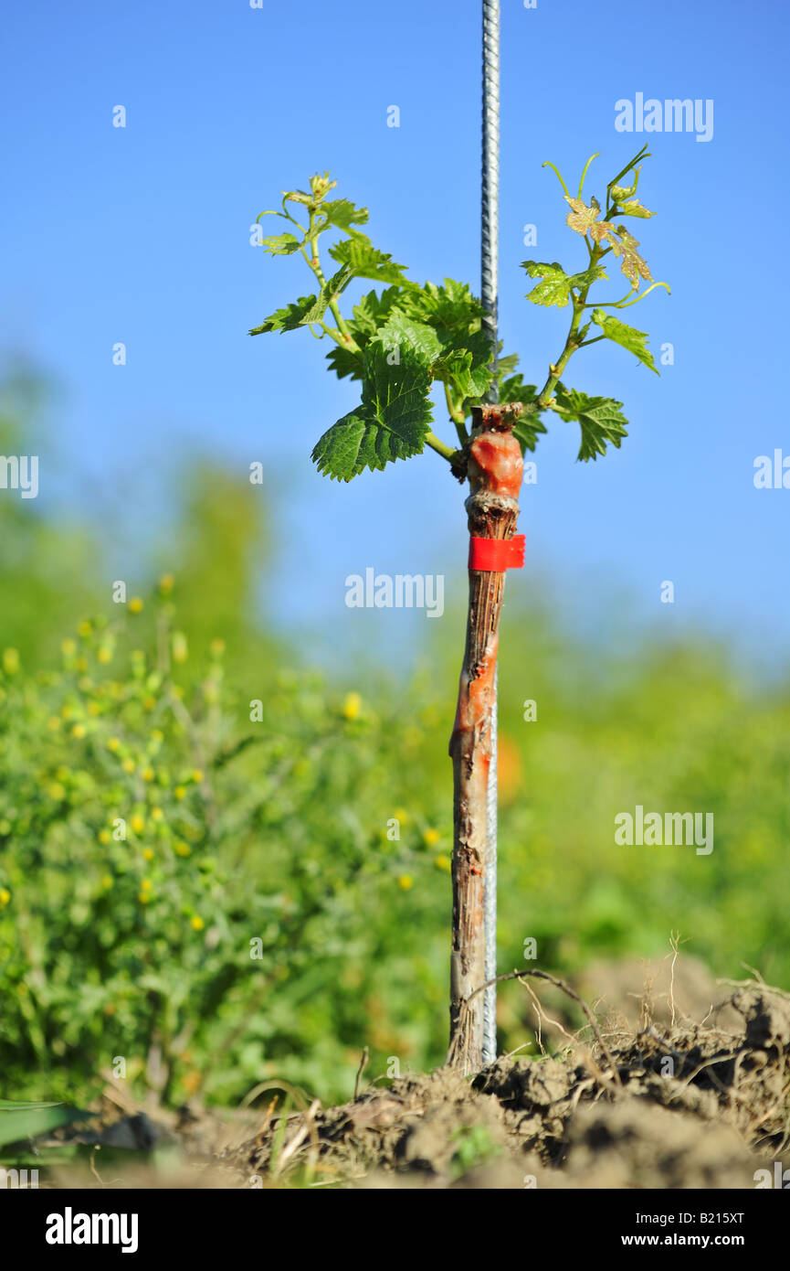 Grape vine young shoot hi-res stock photography and images - Alamy