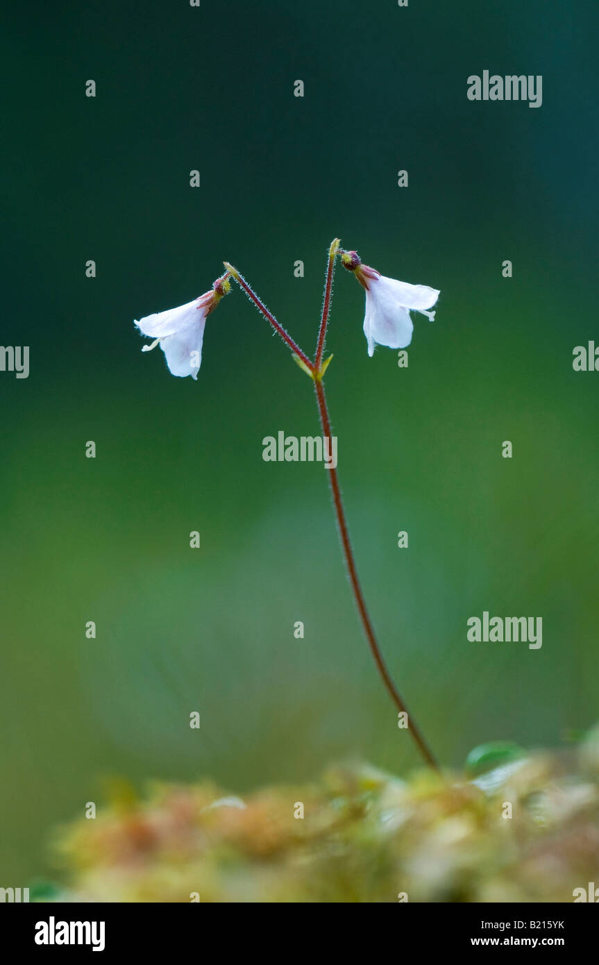 twinflower linnaea borealis cairngorms national park scotland Stock ...